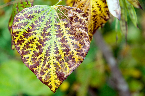 New App Detects Plant Diseases Eat Drink Better
