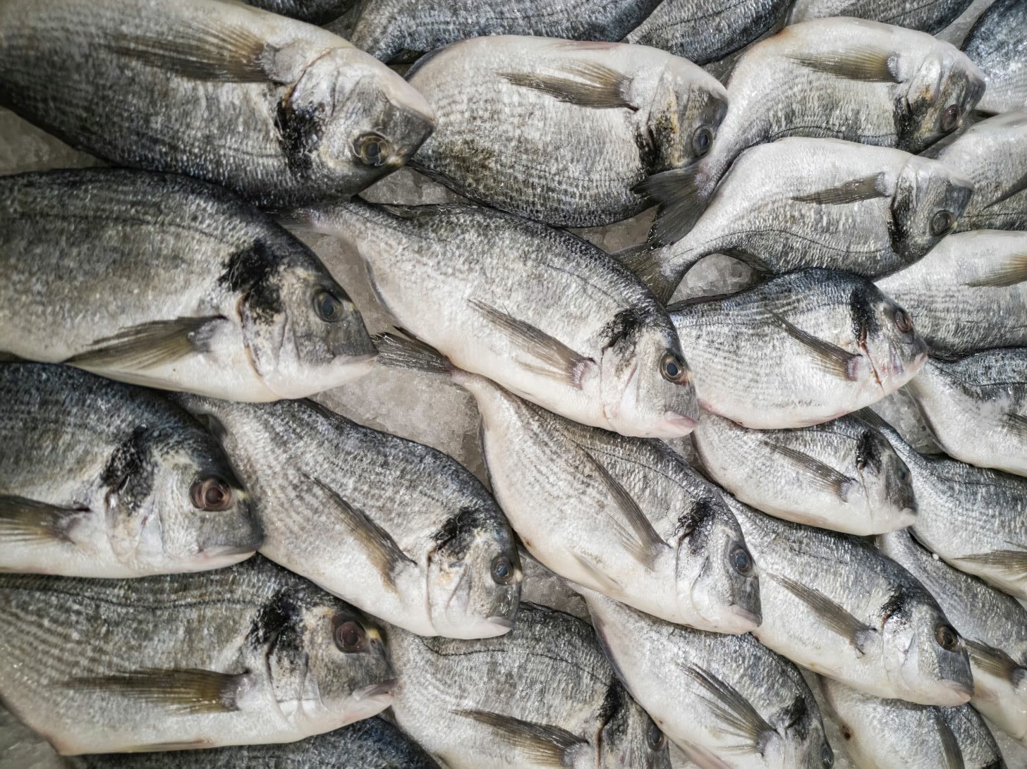 Vegan vs Omnivore - Eat Drink Better