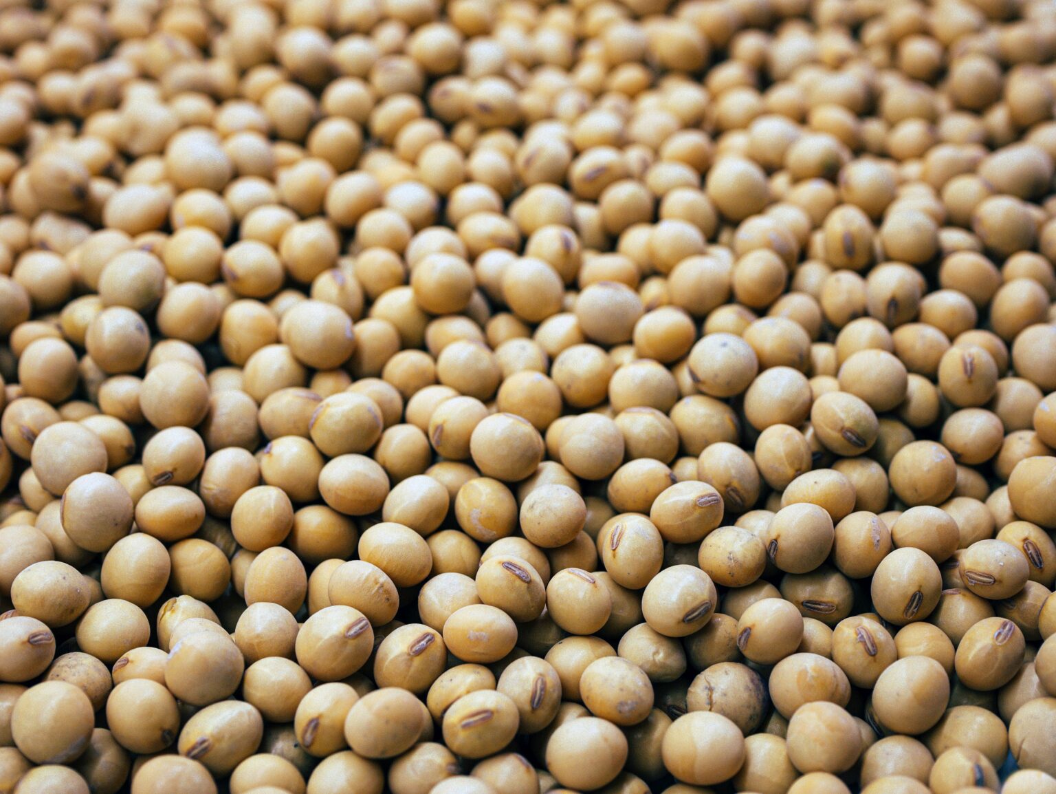 Vegan Taurine Sources and Benefits - Eat Drink Better